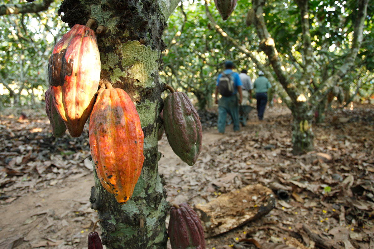 El Ceibo chocolate Bolivia - Eguale
